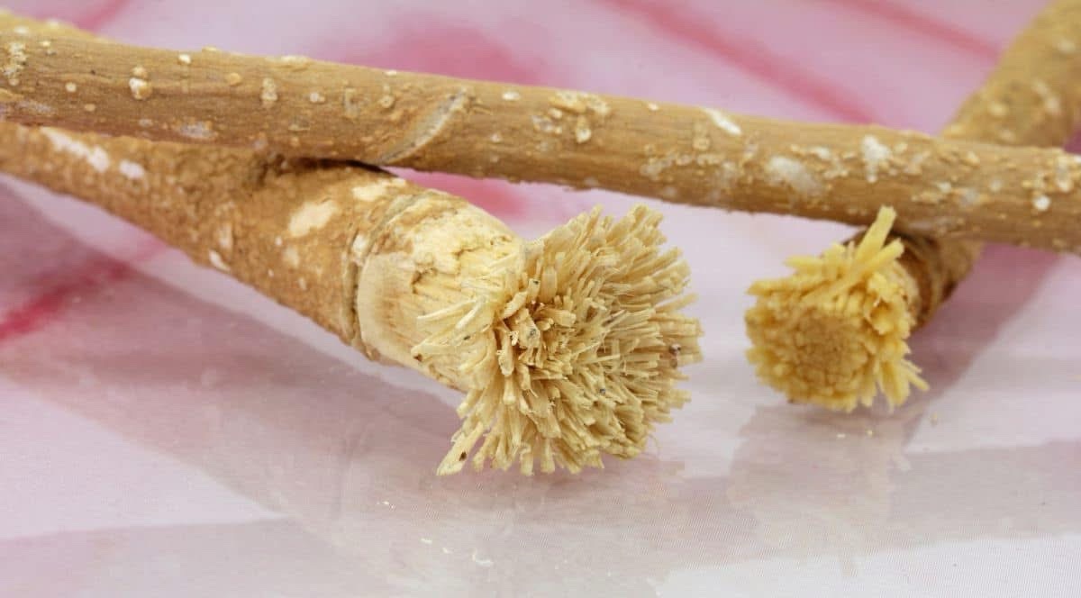 Curdent Siwak – Hijab Mastour